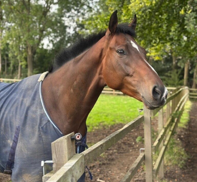 BRIAN TOOMEY: Team Update & Champions Day Preview – Football & Racing ...