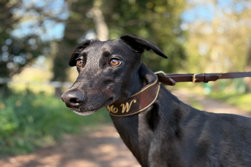EMILY WALLIS: Greyhound Derby Blog 1 – Football & Racing News – Star Sports